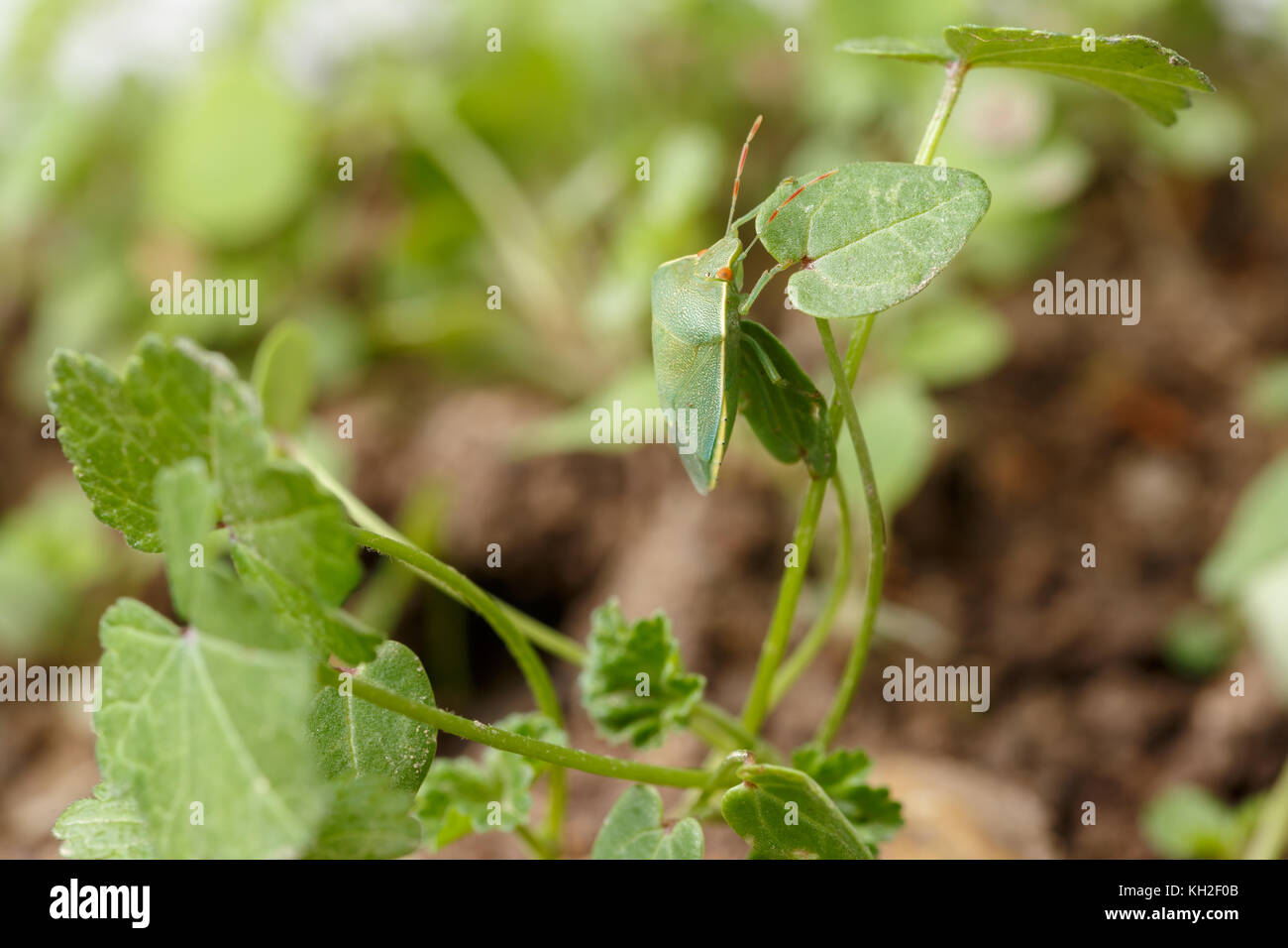 Grüne stinken Bug immer sicher durch die Nachahmung der Umwelt ...
