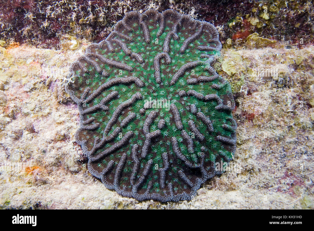 Cactus Coral, wächst an einem Schiffswrack, Florida Keys National ...