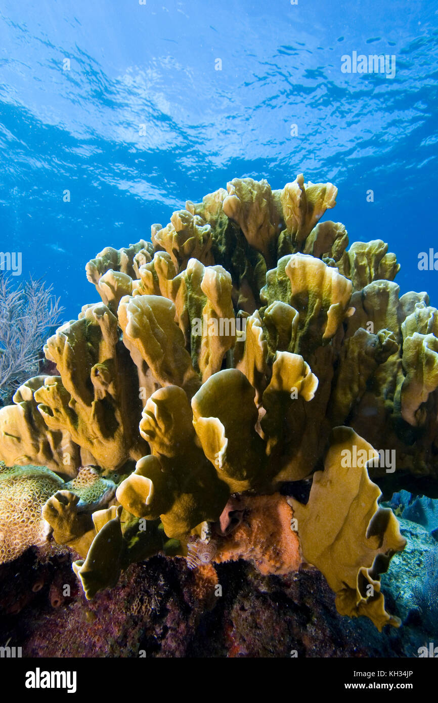 Blade Fire Coral, Millepora sp., Florida Keys National Marine Sanctuary ...
