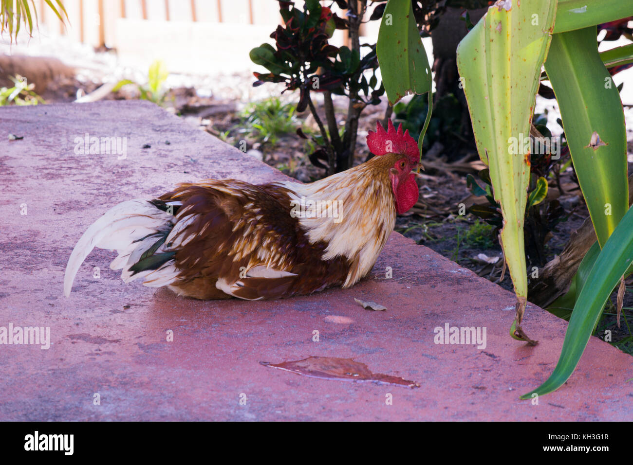 Hahn terrasse -Fotos und -Bildmaterial in hoher Auflösung – Alamy