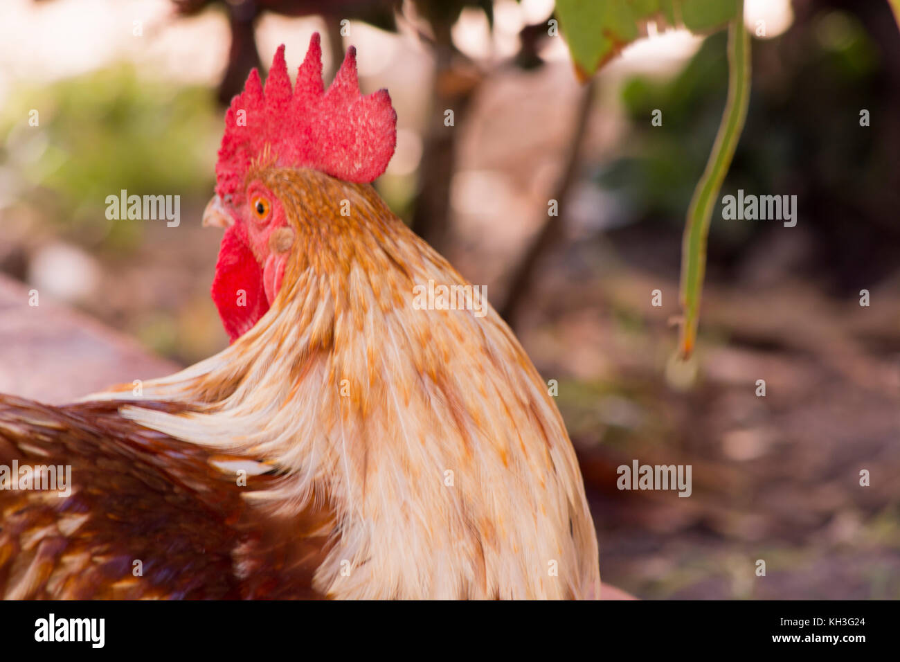 Hahn Terrasse Stockfotos und -bilder Kaufen - Alamy