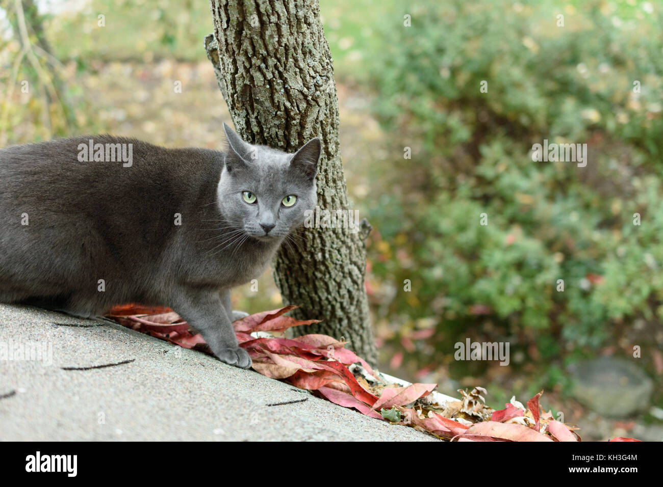 Eine Russisch Blau Katze auf dem Dach in einer Regenrinne voll von ...