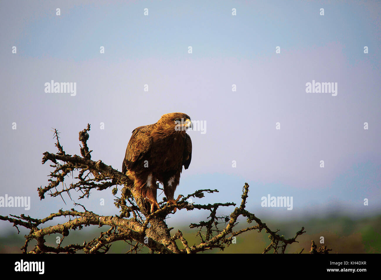 Eagle feathers -Fotos und -Bildmaterial in hoher Auflösung – Alamy