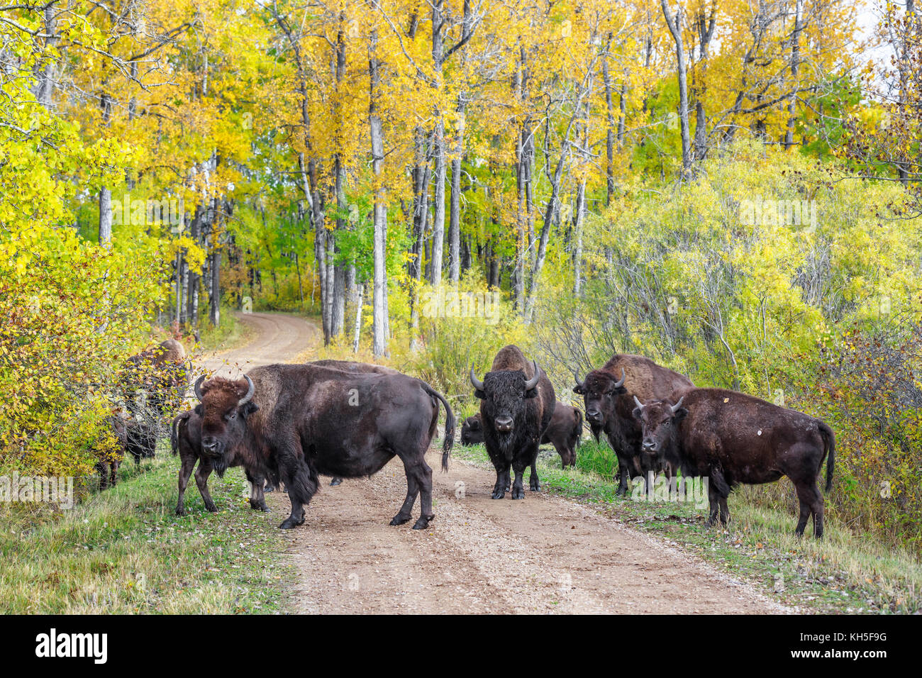 Buffalo riding -Fotos und -Bildmaterial in hoher Auflösung – Alamy