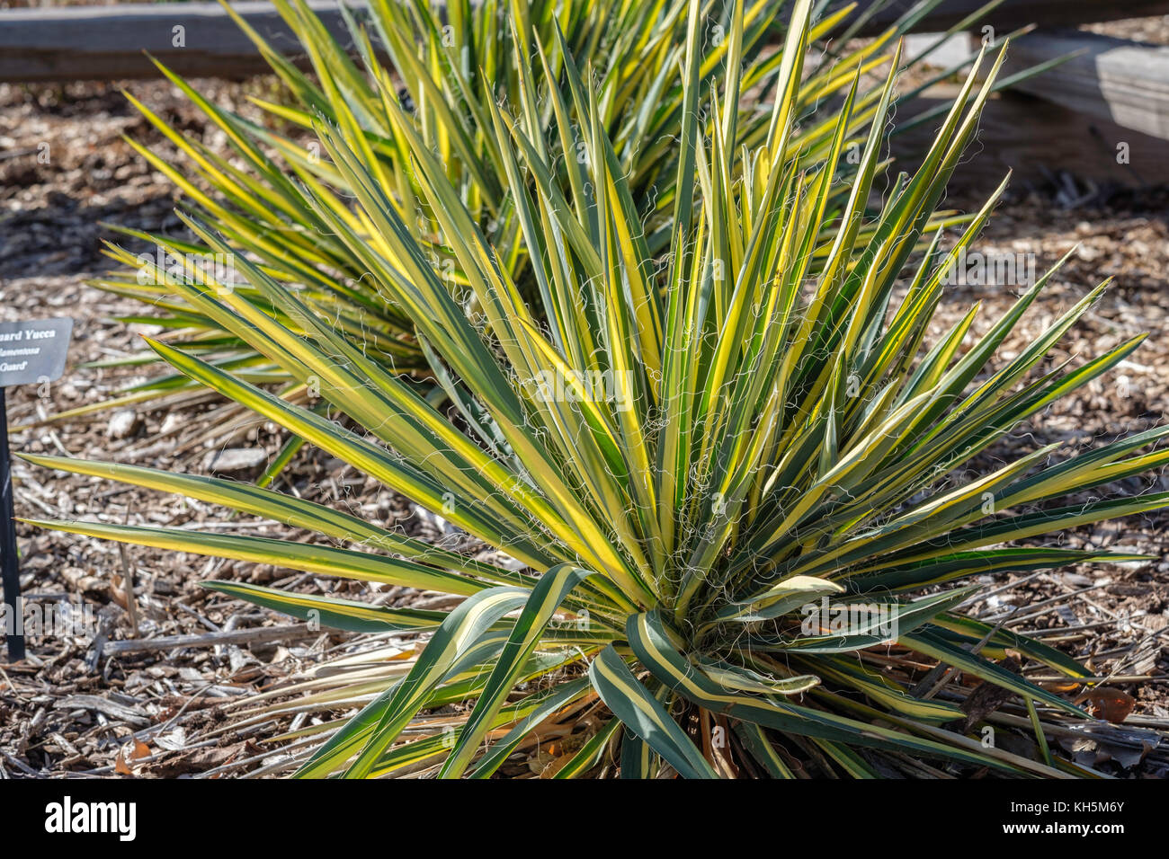 Yucca color guard -Fotos und -Bildmaterial in hoher Auflösung – Alamy