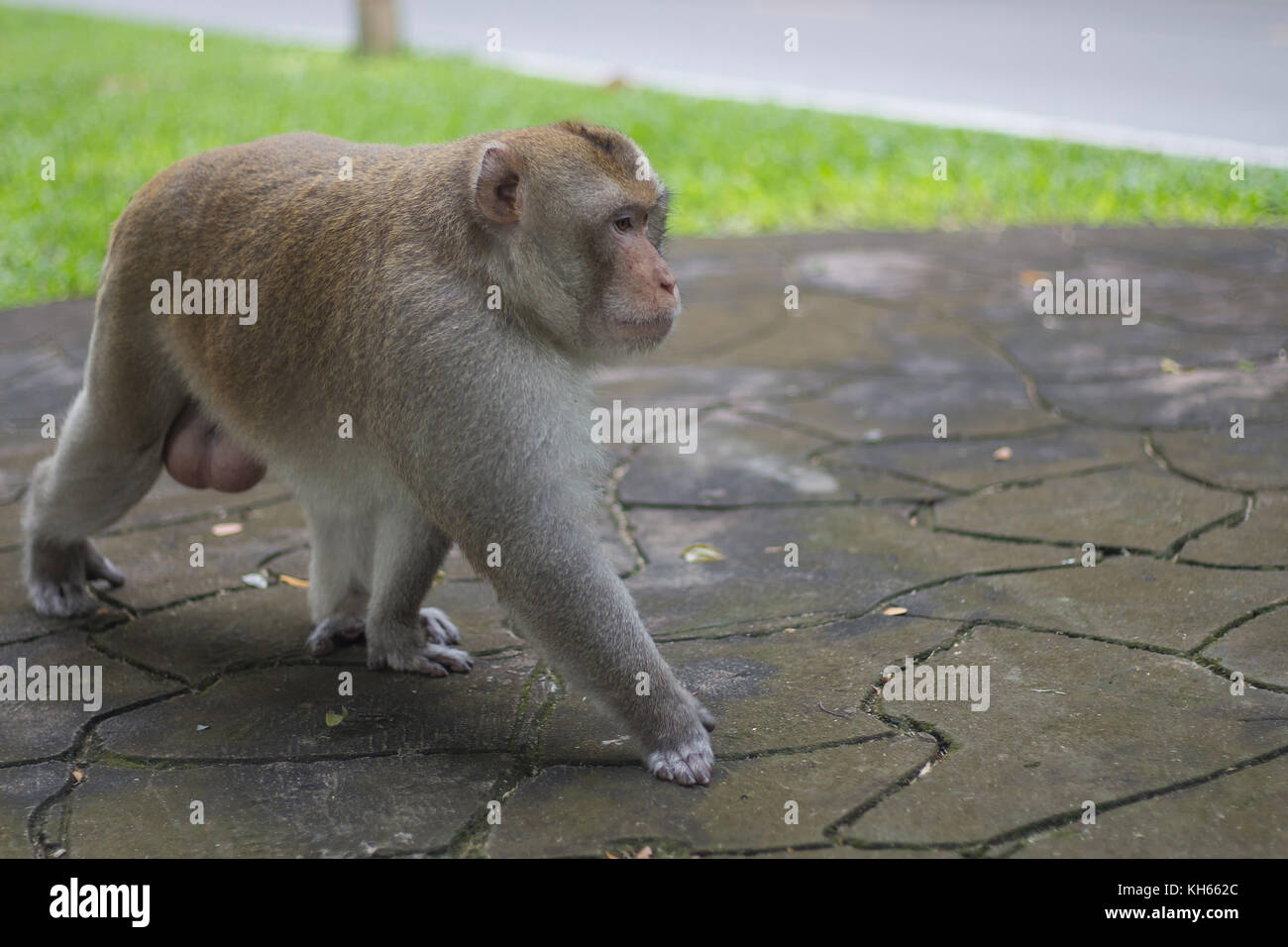 Brown monkey -Fotos und -Bildmaterial in hoher Auflösung – Alamy