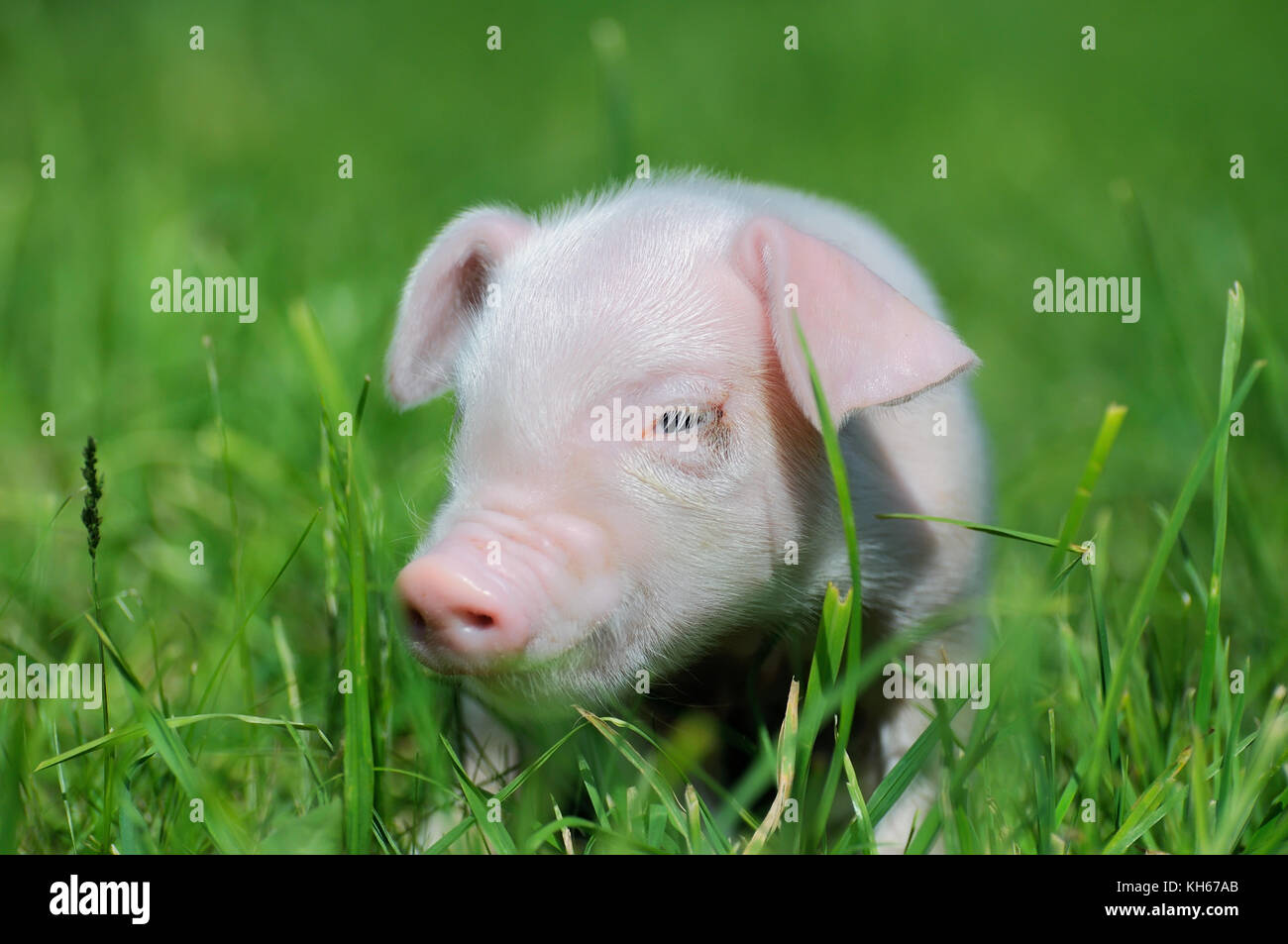 Sau Kleine Gruppe Stockfotos und -bilder Kaufen - Alamy