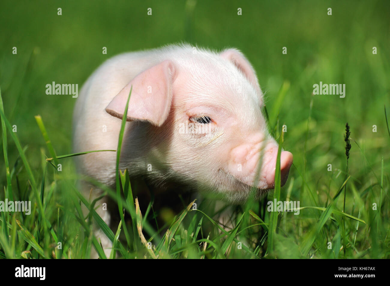 Mit ihrem ferkel -Fotos und -Bildmaterial in hoher Auflösung – Alamy