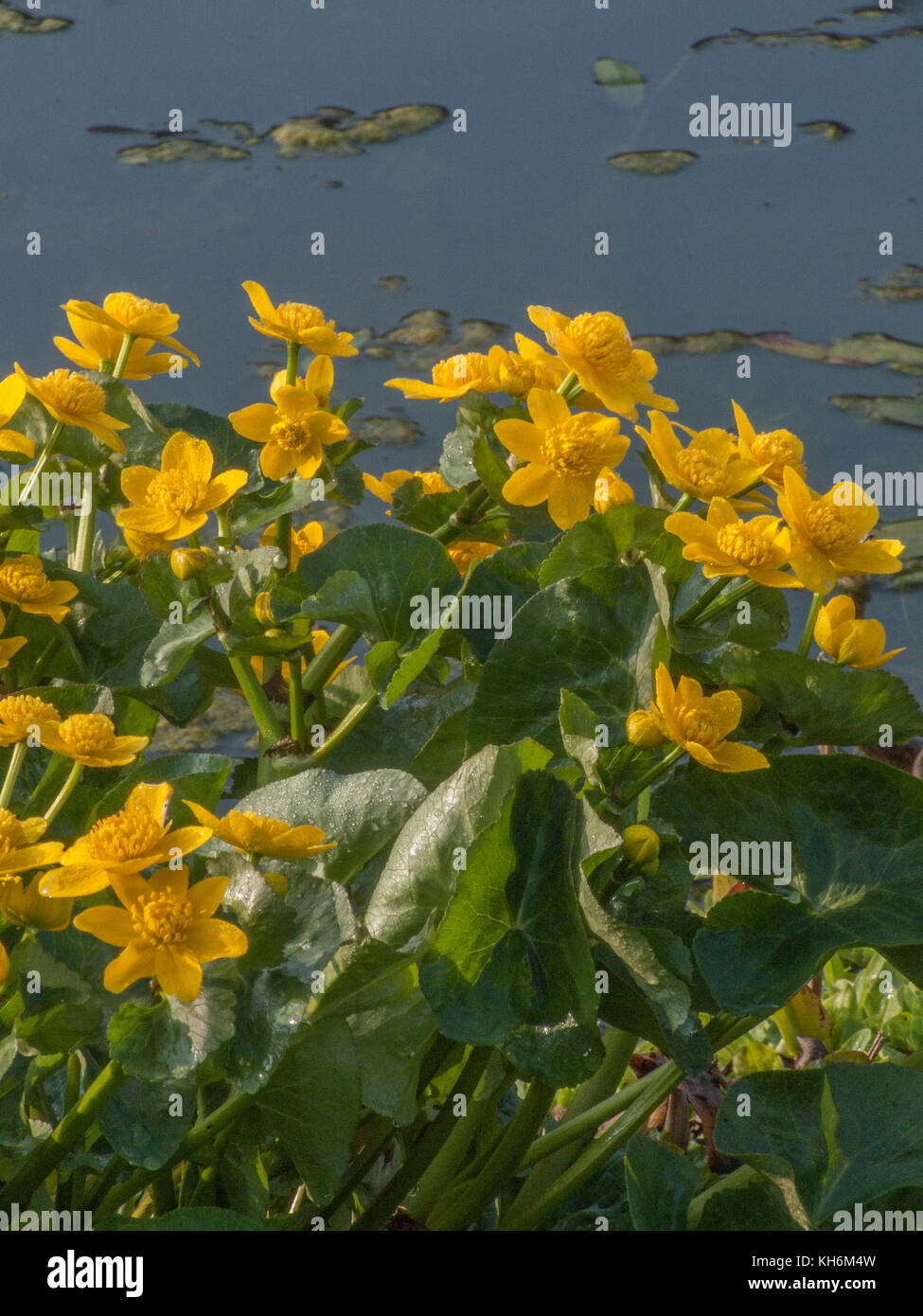 Purva purene -Fotos und -Bildmaterial in hoher Auflösung – Alamy