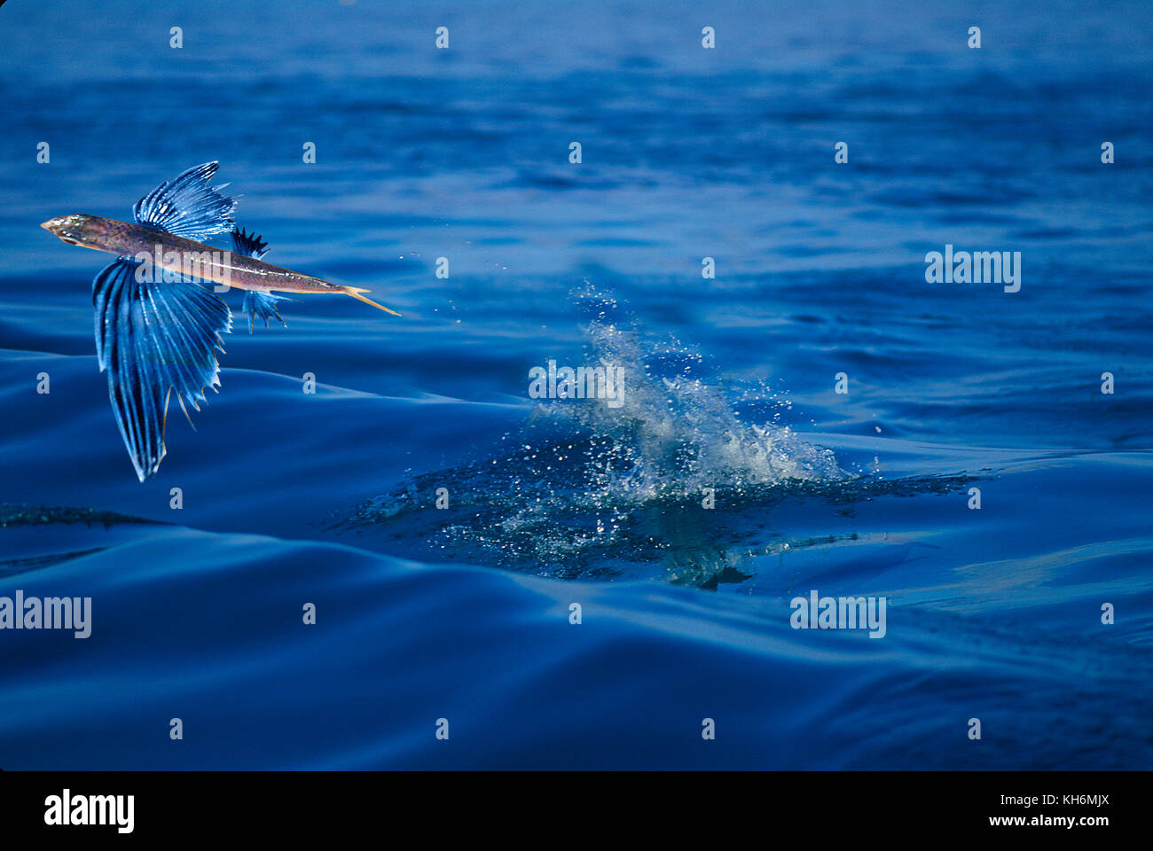 Exocoetidae flying fish marine -Fotos und -Bildmaterial in hoher ...
