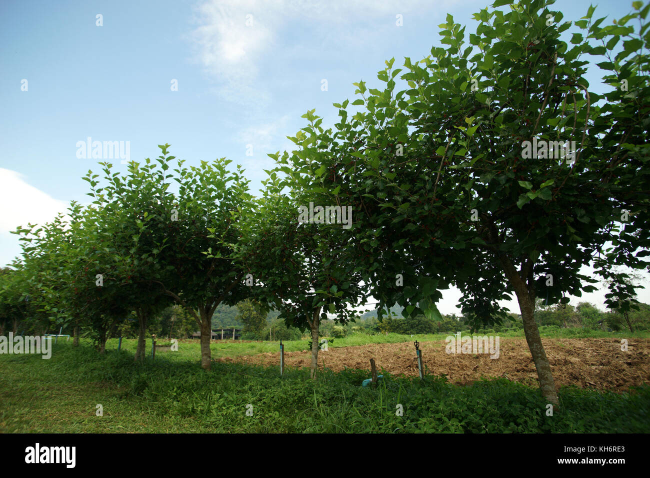 Maulbeerbaum baum -Fotos und -Bildmaterial in hoher Auflösung – Alamy