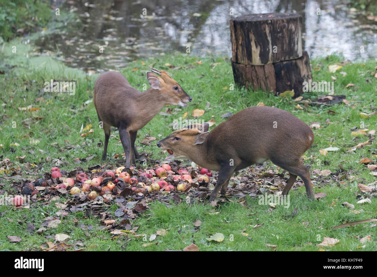 Männliche muntjacs muntiacus reevesi auch genannt bellende Rehe Essen ...