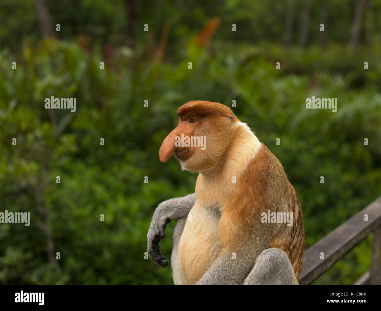 Malaysia, nosy Affe, Nasalis larvatus, Portrait, Natur, Naturpark ...