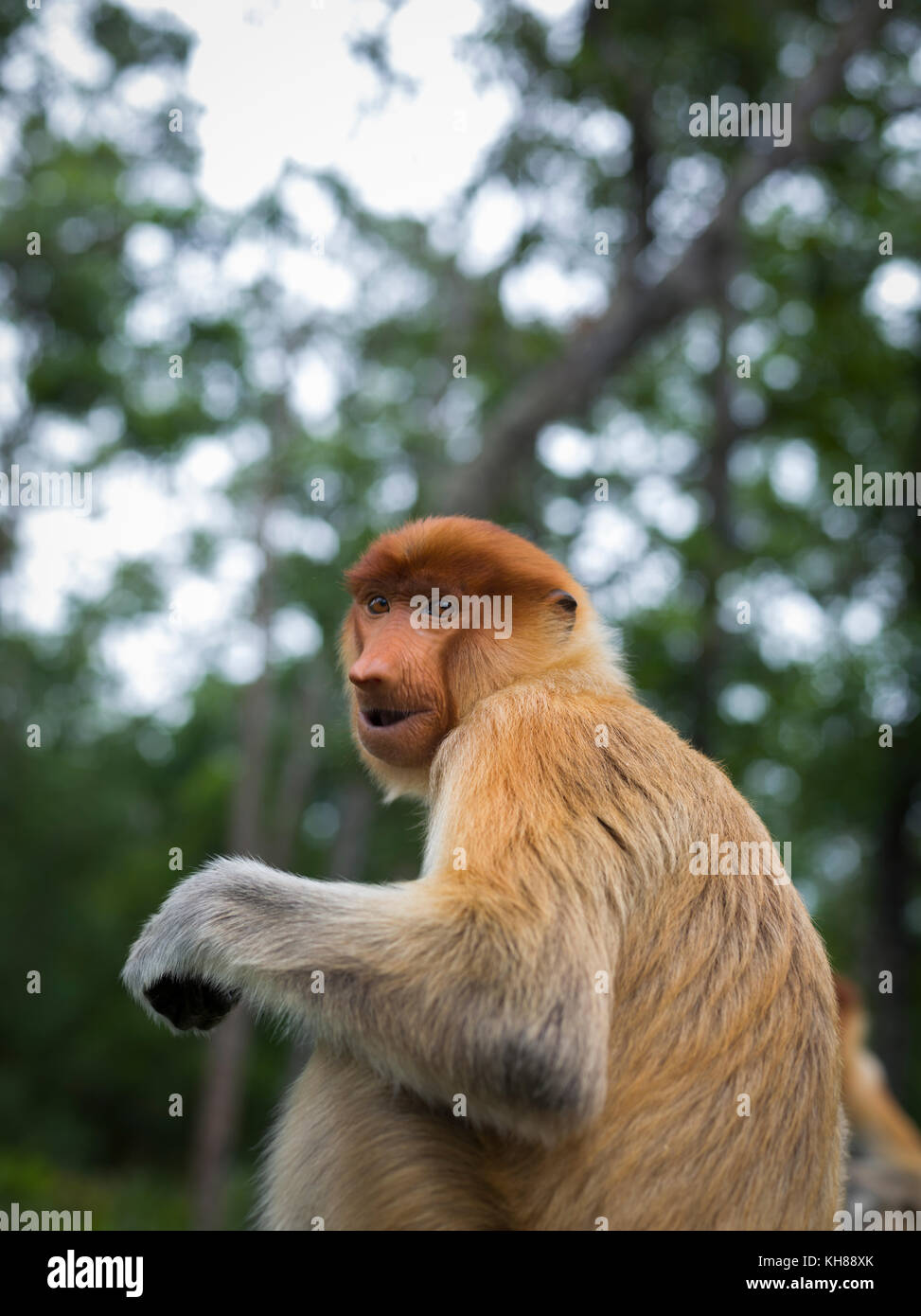 Malaysia, nosy Affe, Nasalis larvatus, Portrait, Natur, Naturpark ...
