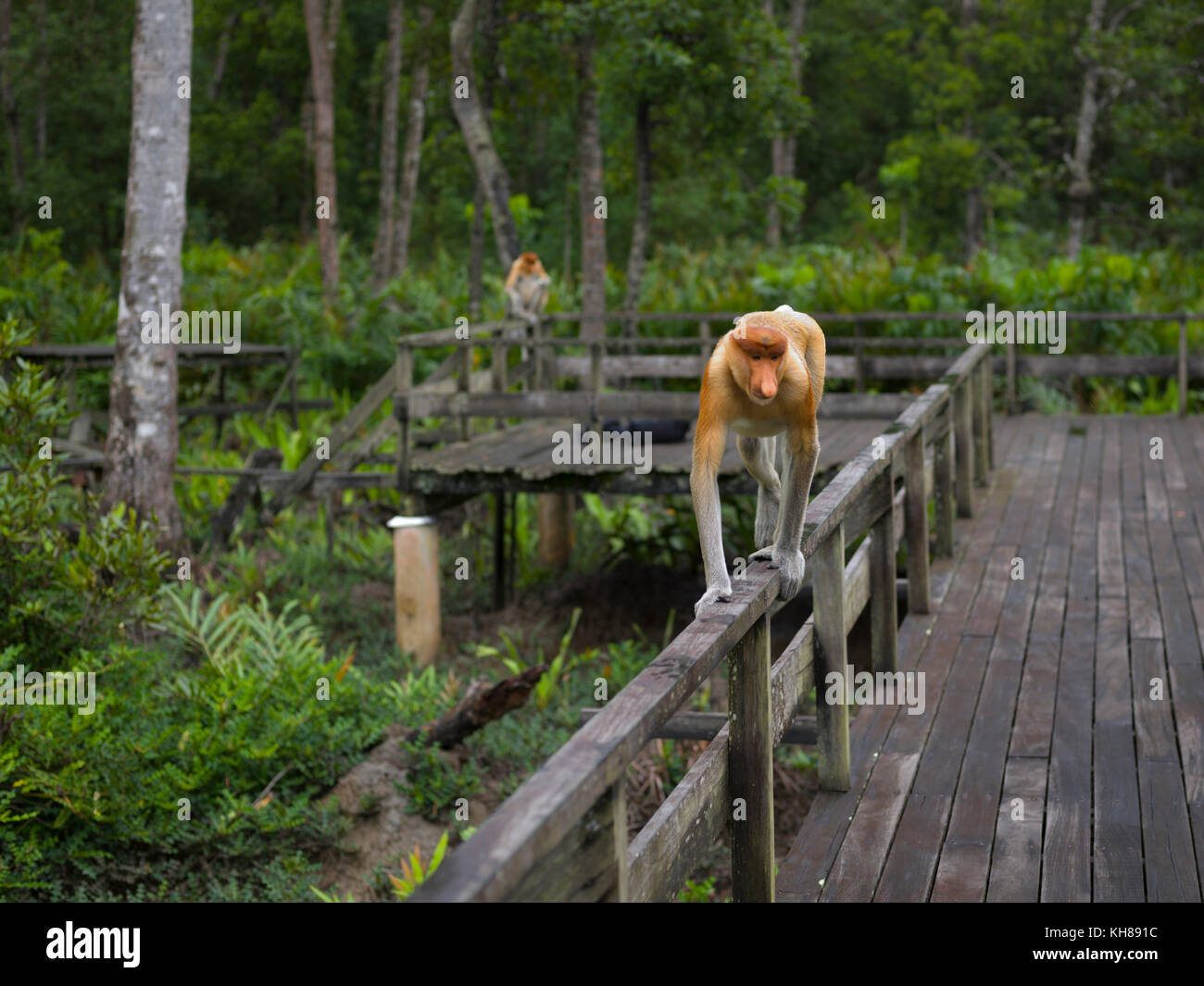 Malaysia, nosy Affe, Nasalis larvatus, Portrait, Natur, Naturpark ...