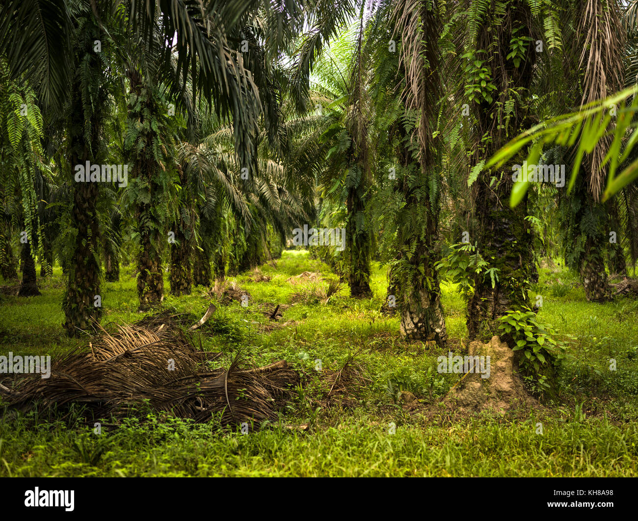 Palmen asien -Fotos und -Bildmaterial in hoher Auflösung – Alamy