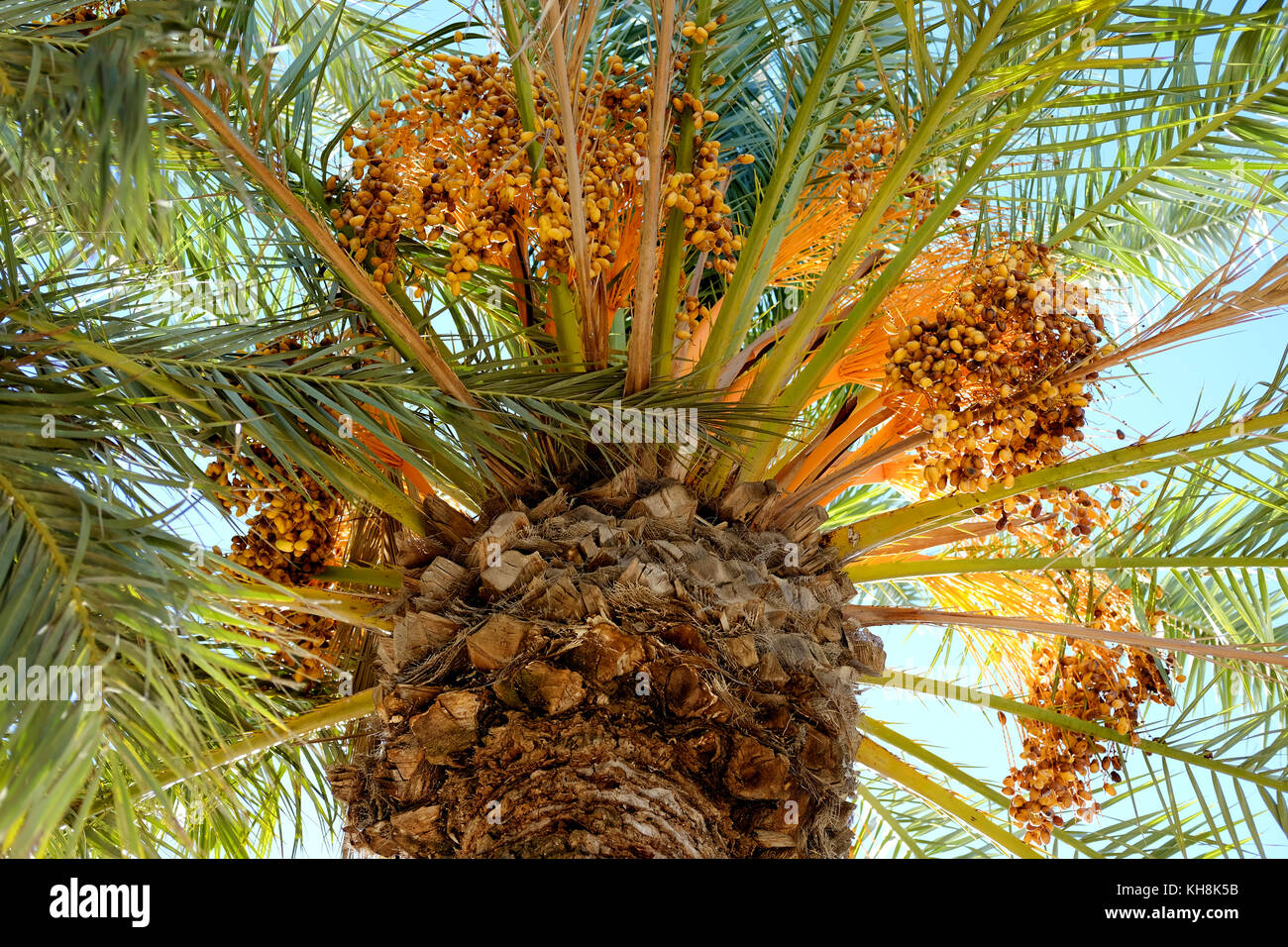 Dattelpalme phönix dactylifera -Fotos und -Bildmaterial in hoher Auflösung – Alamy