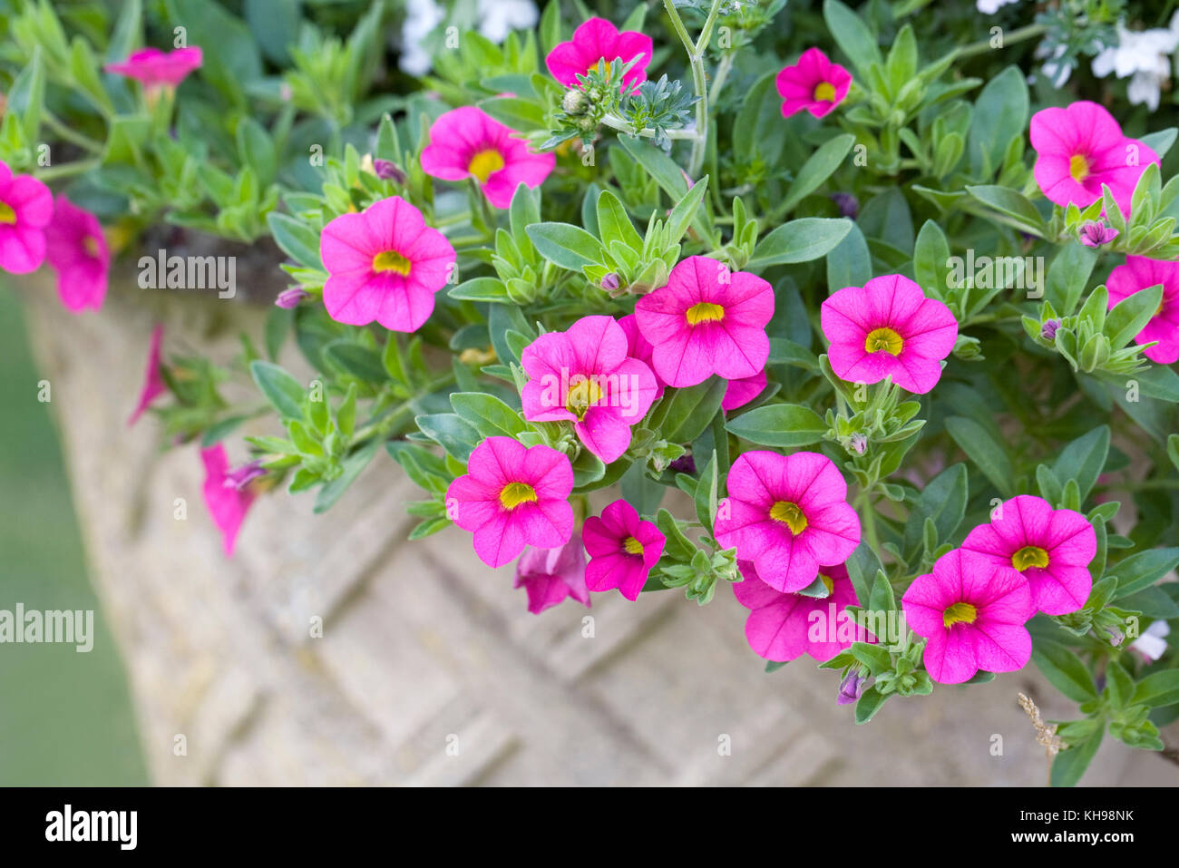 Calibrachoa Blumen wachsen in einem Topf. Sommer Beetpflanze Stockfotografie - Alamy