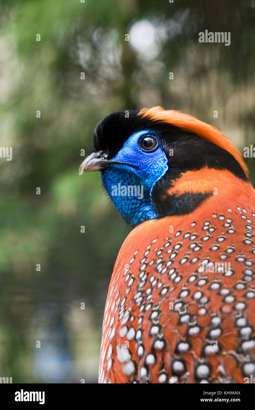 Temmincks Tragopan Stockfotos und -bilder Kaufen - Alamy