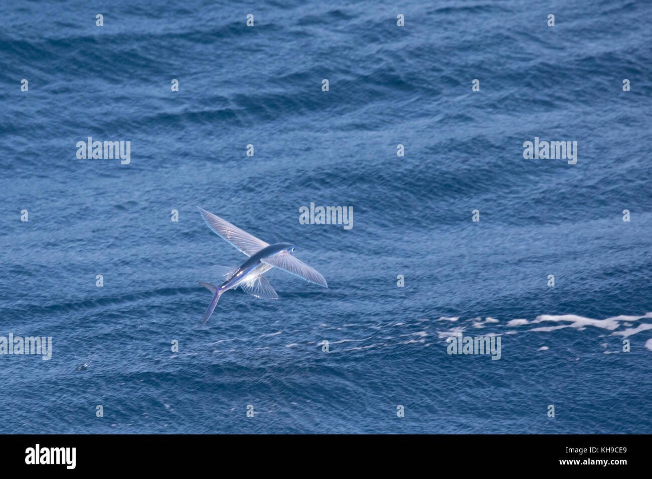Fliegende Fische Stockfotos und -bilder Kaufen - Alamy
