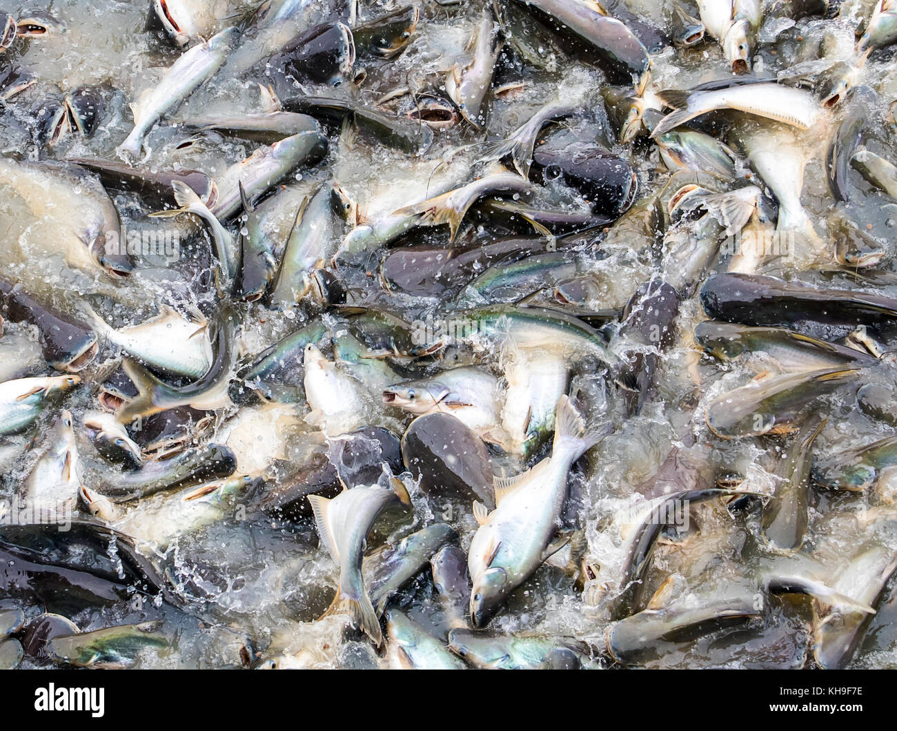 Viele verschiedene Fische konkurrieren für Essen im Fluss. Fische ...