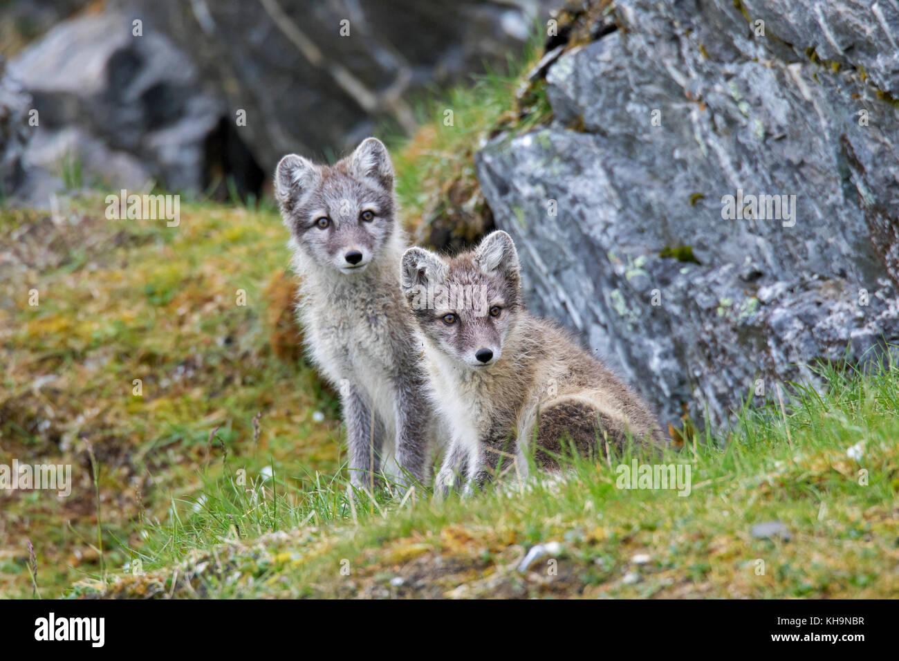 Polarfüchse im schnee -Fotos und -Bildmaterial in hoher Auflösung – Alamy