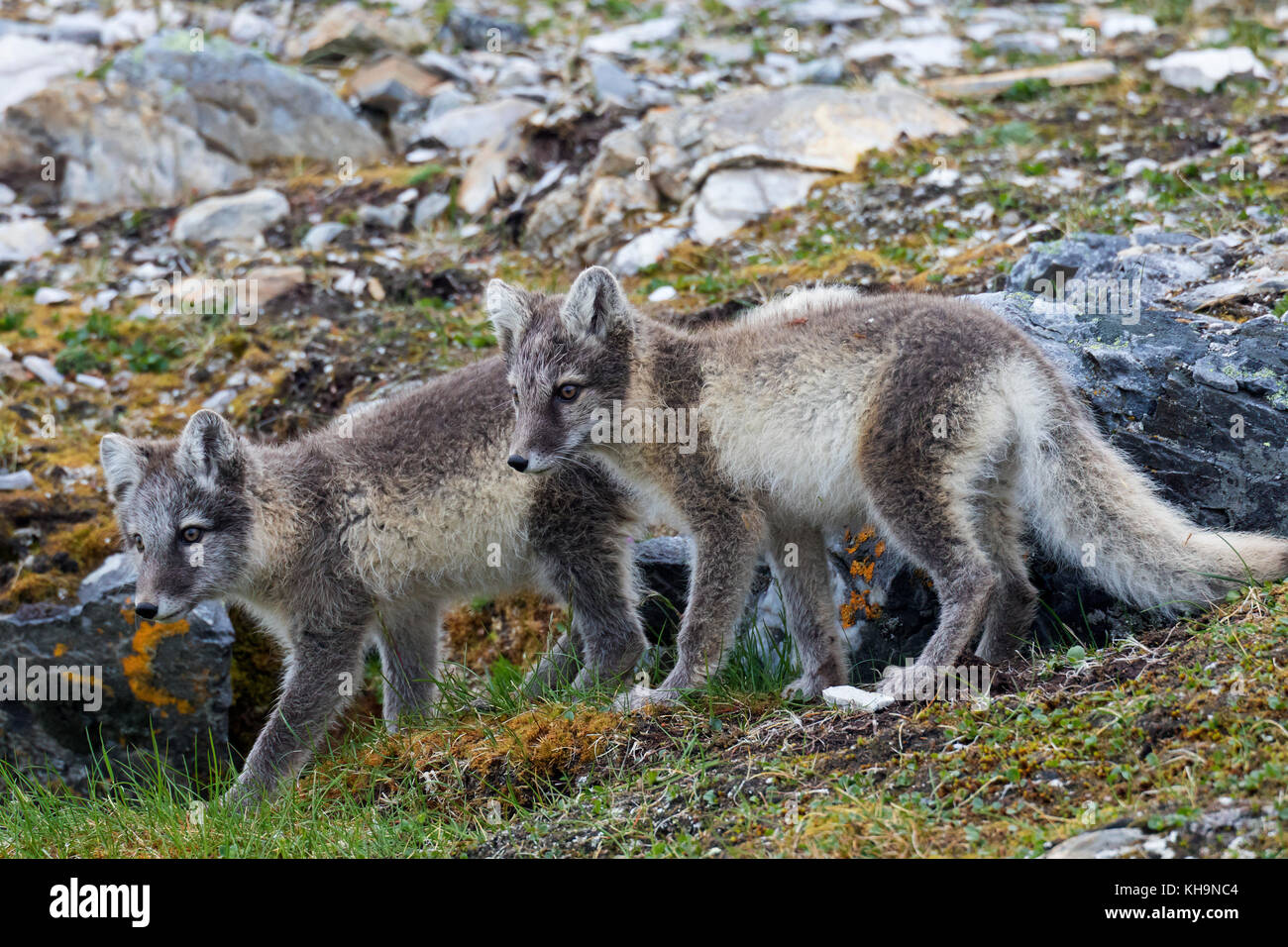 Weiße füchse -Fotos und -Bildmaterial in hoher Auflösung – Alamy