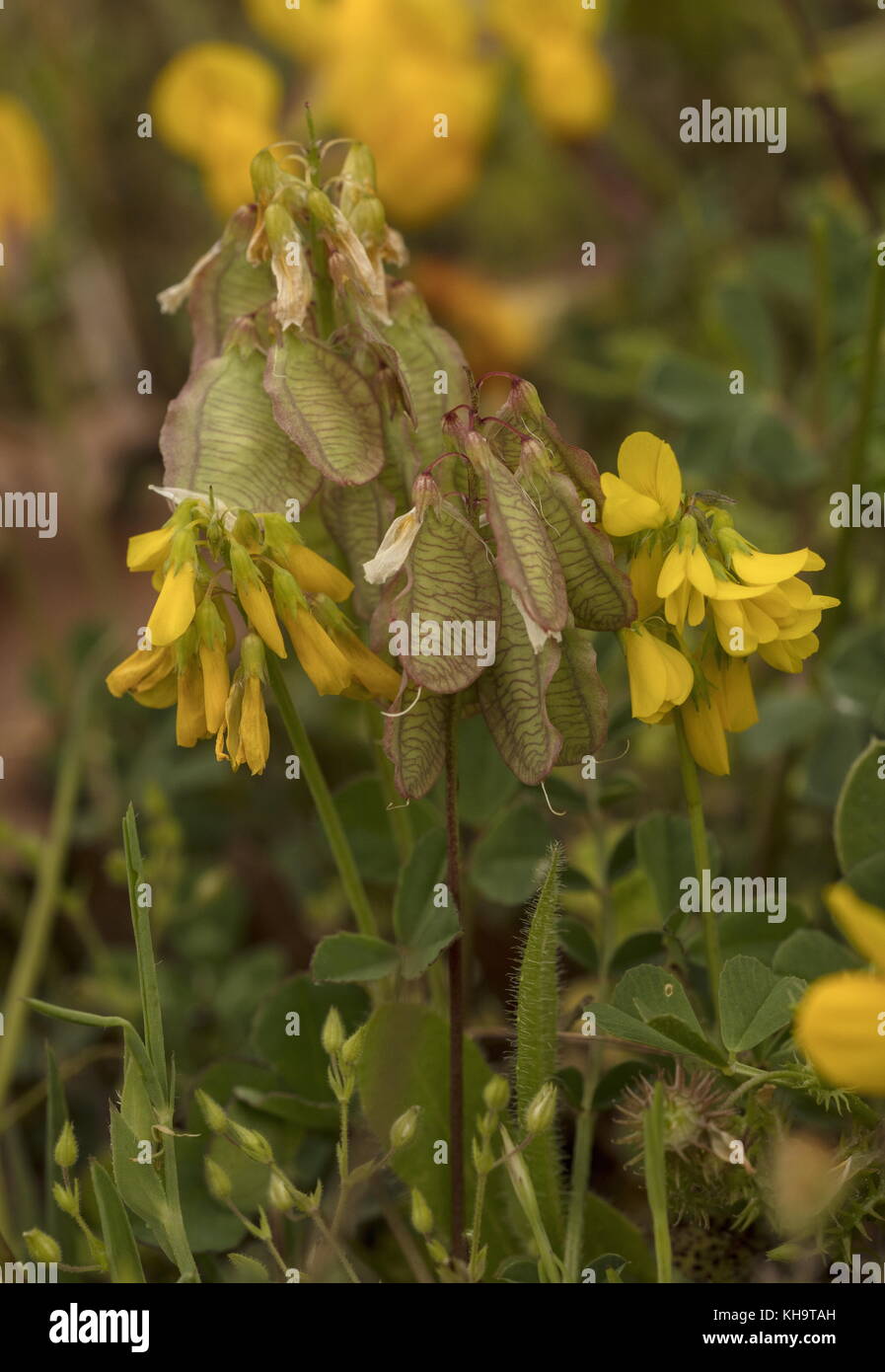 Bockshornklee pflanze blumen -Fotos und -Bildmaterial in hoher ...