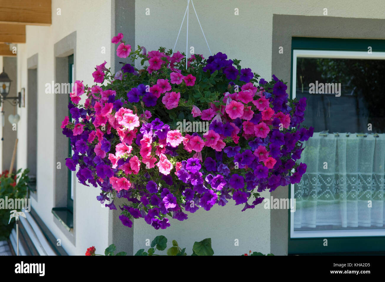 Balkonblumen petunien -Fotos und -Bildmaterial in hoher Auflösung – Alamy