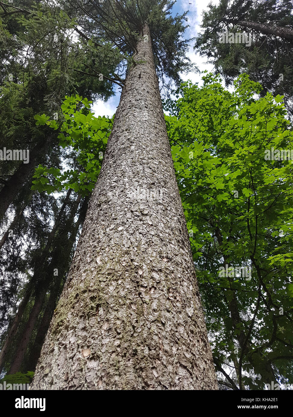 Picea abies garden -Fotos und -Bildmaterial in hoher Auflösung – Alamy
