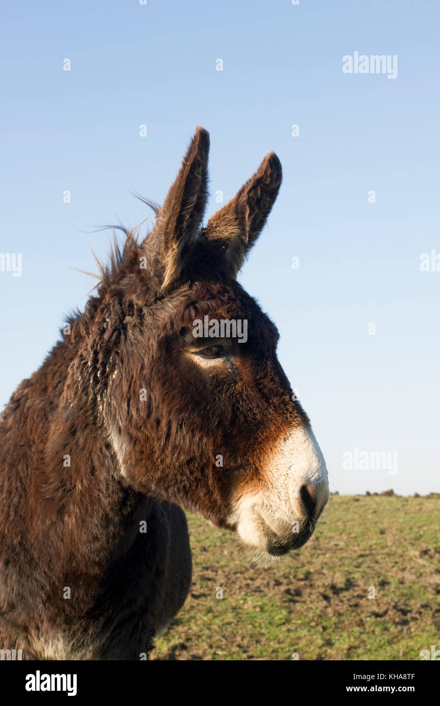 Esel kopf -Fotos und -Bildmaterial in hoher Auflösung – Alamy