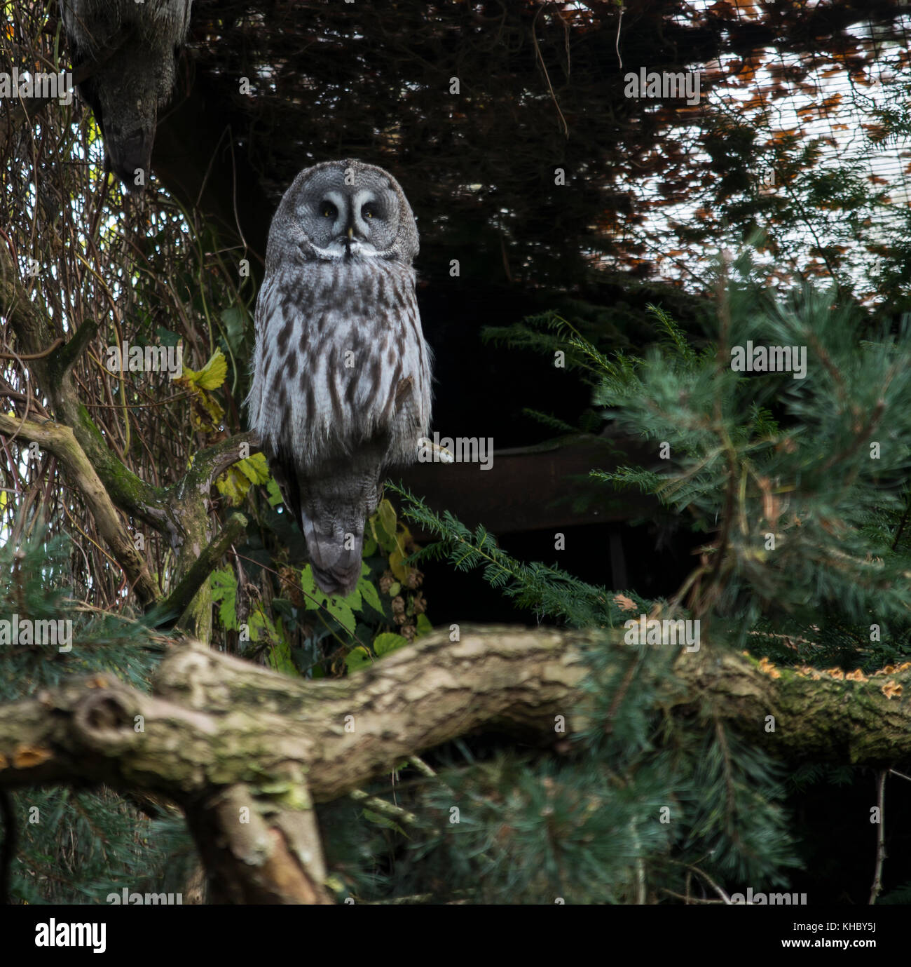 Great white owl -Fotos und -Bildmaterial in hoher Auflösung – Alamy