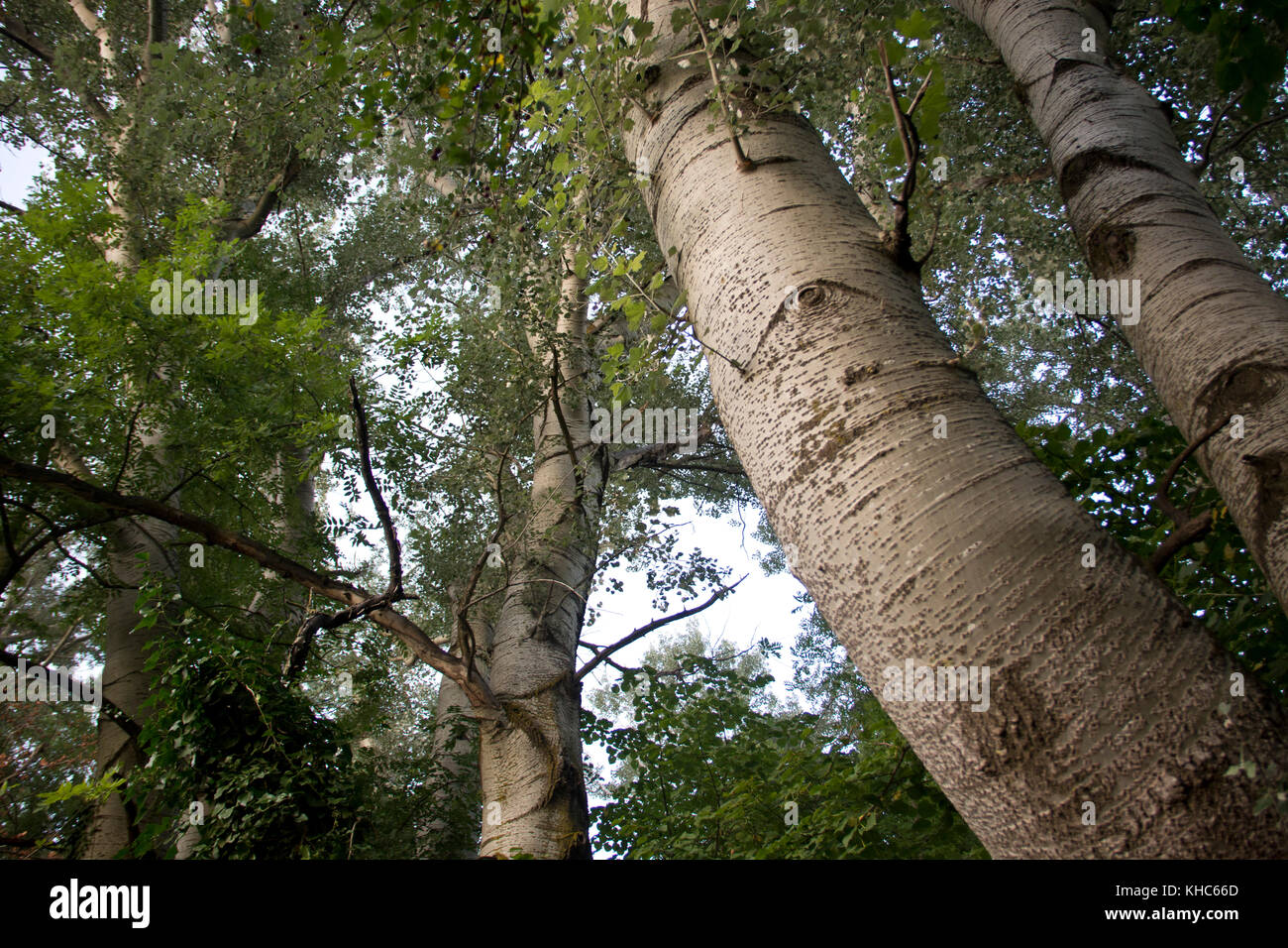 Baumrinde populus alba -Fotos und -Bildmaterial in hoher Auflösung – Alamy
