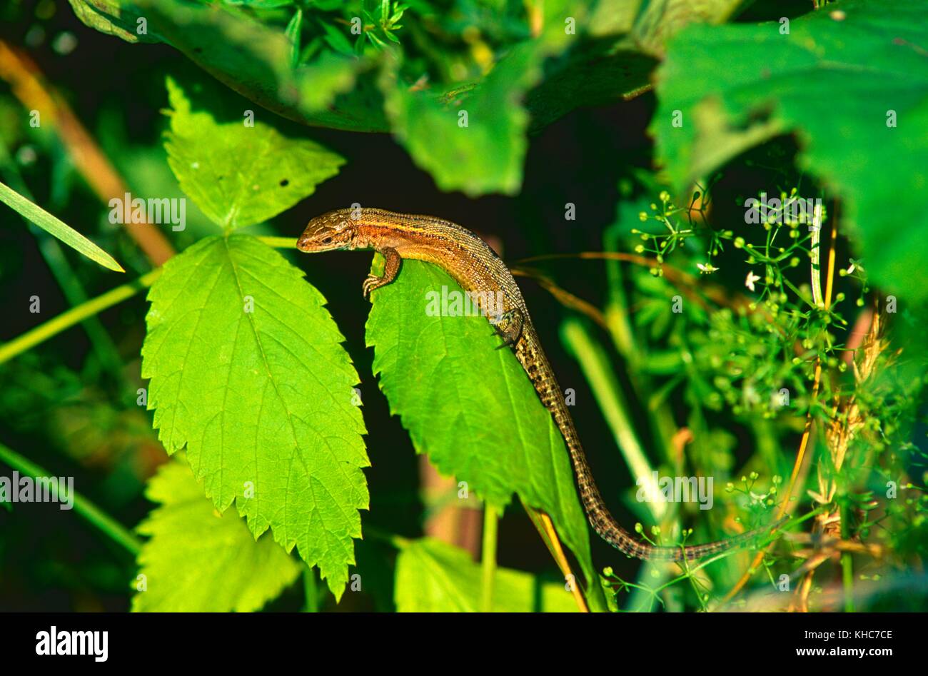 Zootoca vivipara vivipara switzerland -Fotos und -Bildmaterial in hoher ...