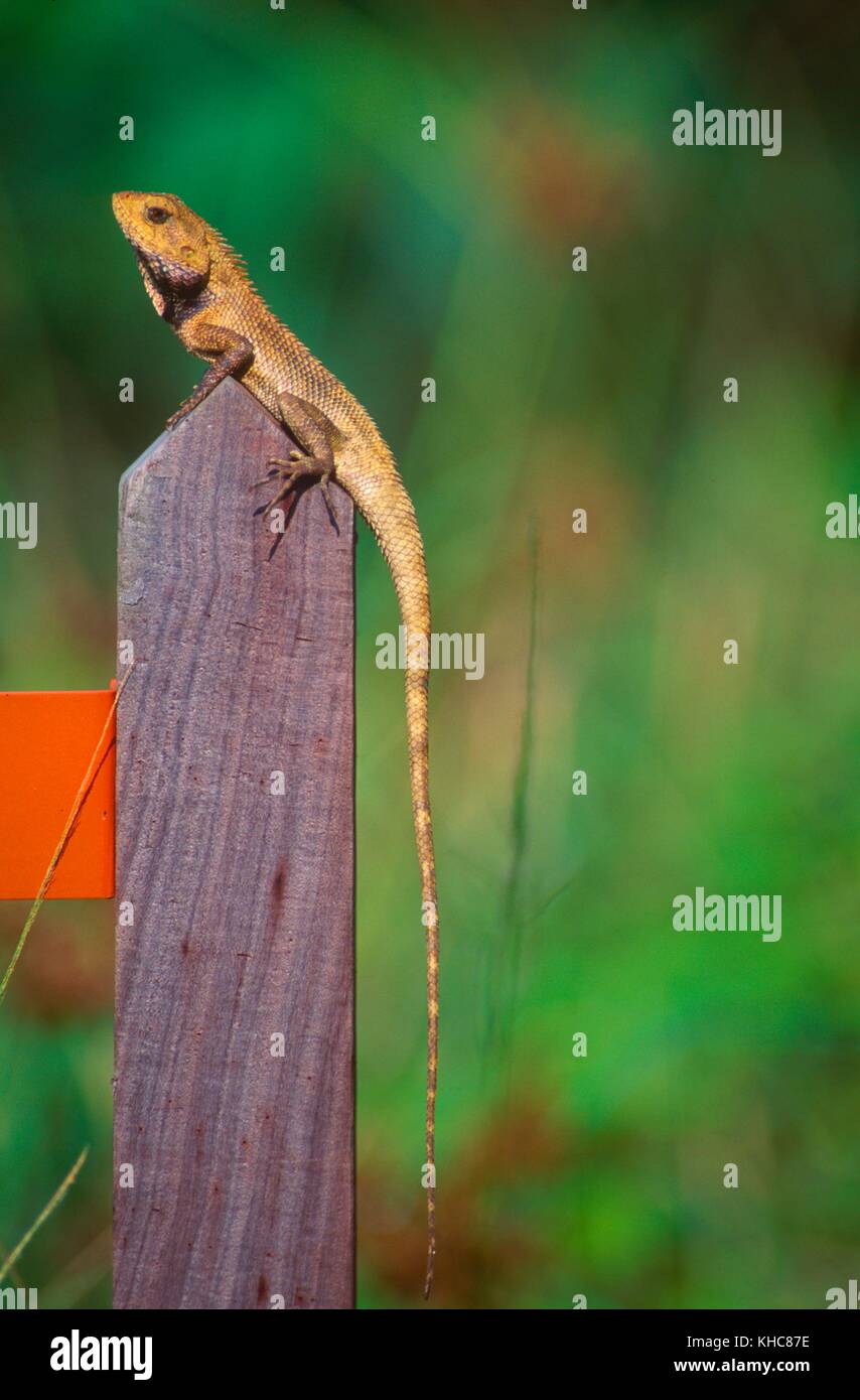 Austauschbare Echse, Calotes versicilor, Agamidae, Reptil, Echse, Tier ...