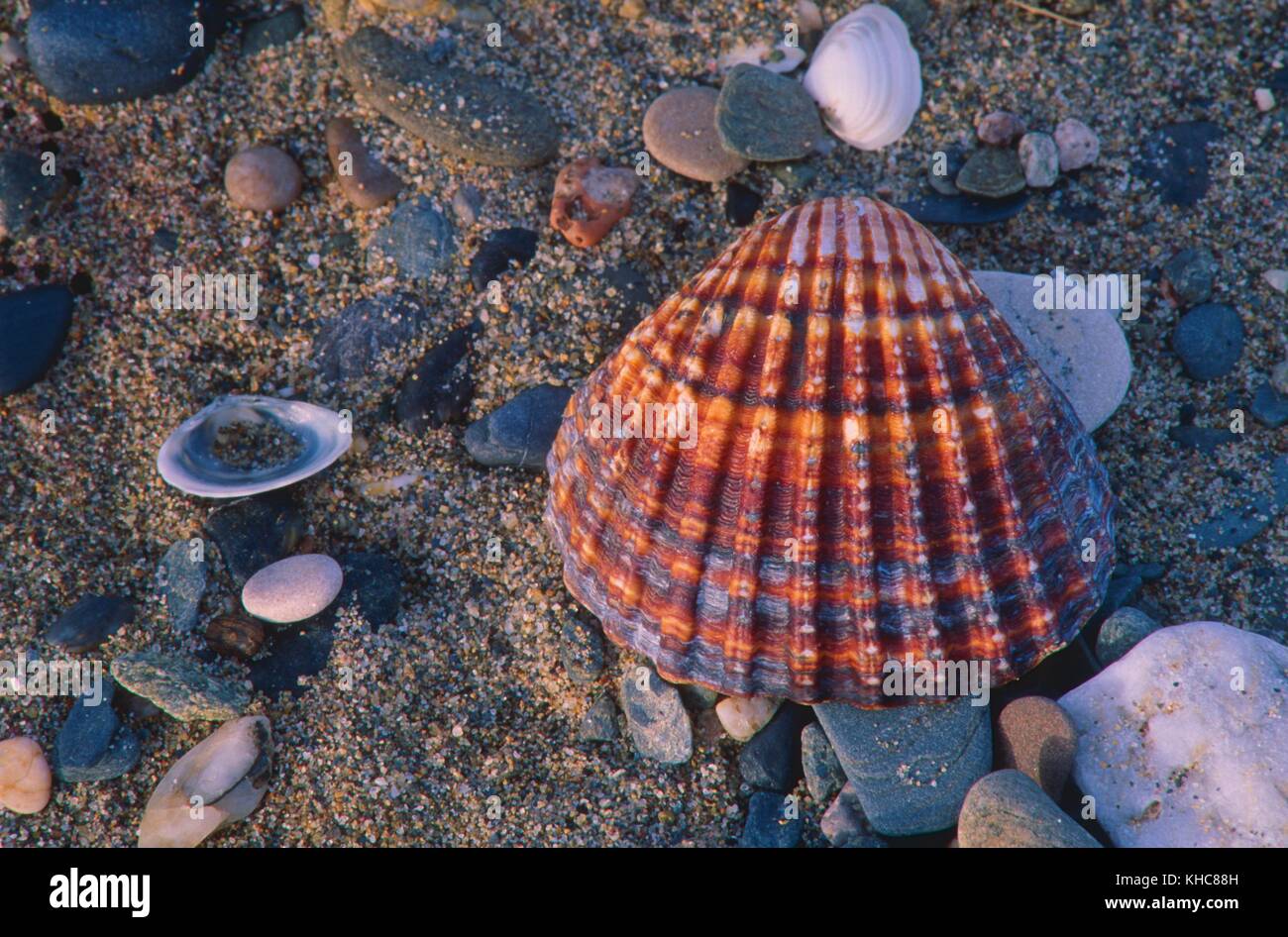 Gewöhnliche Kätzle, Cardioidea, Muschel, Strand, Meer, mediterranes ...