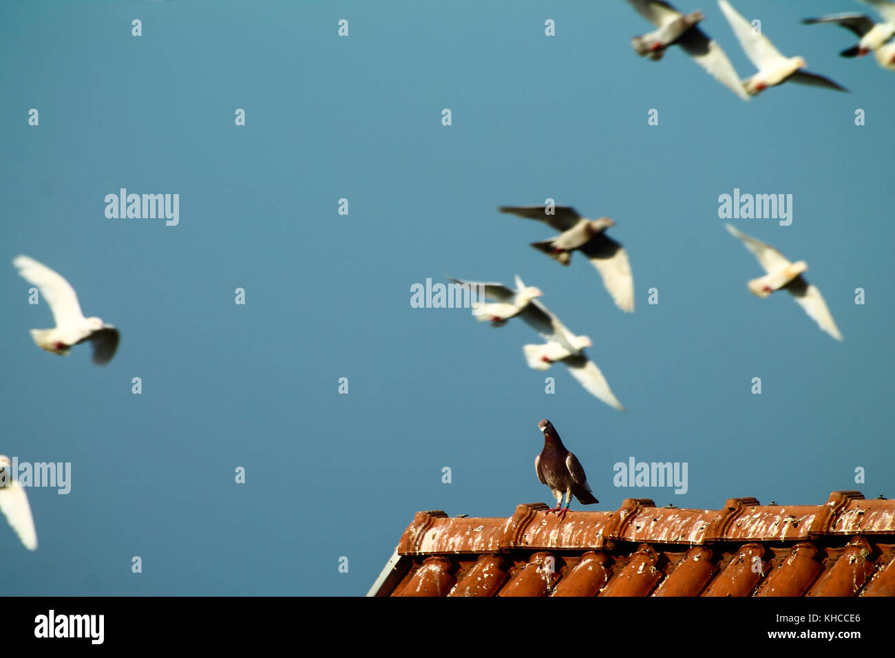 Tauben - Taube - Freiheit Stockfotografie - Alamy