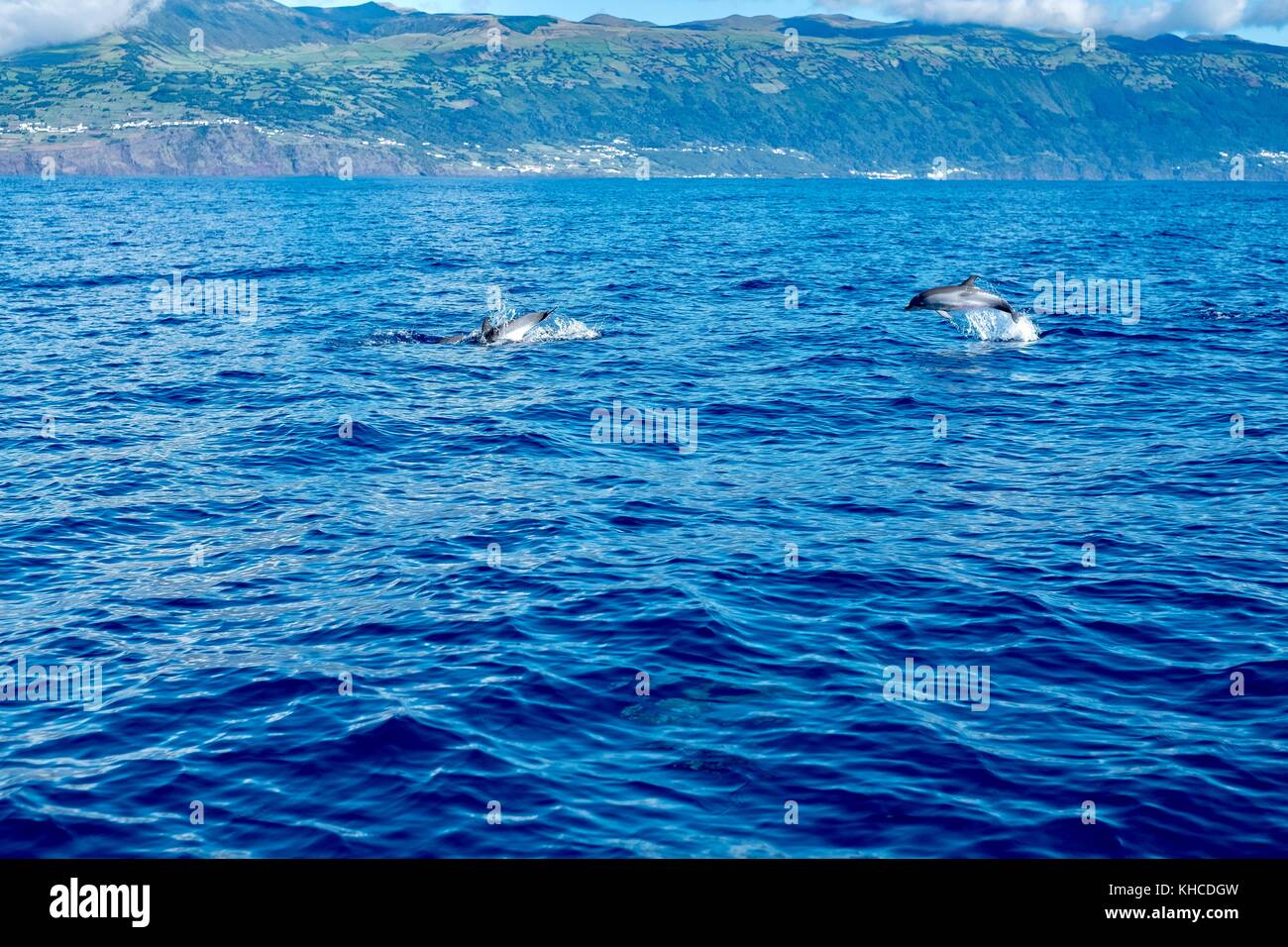 Baby delfin -Fotos und -Bildmaterial in hoher Auflösung – Alamy