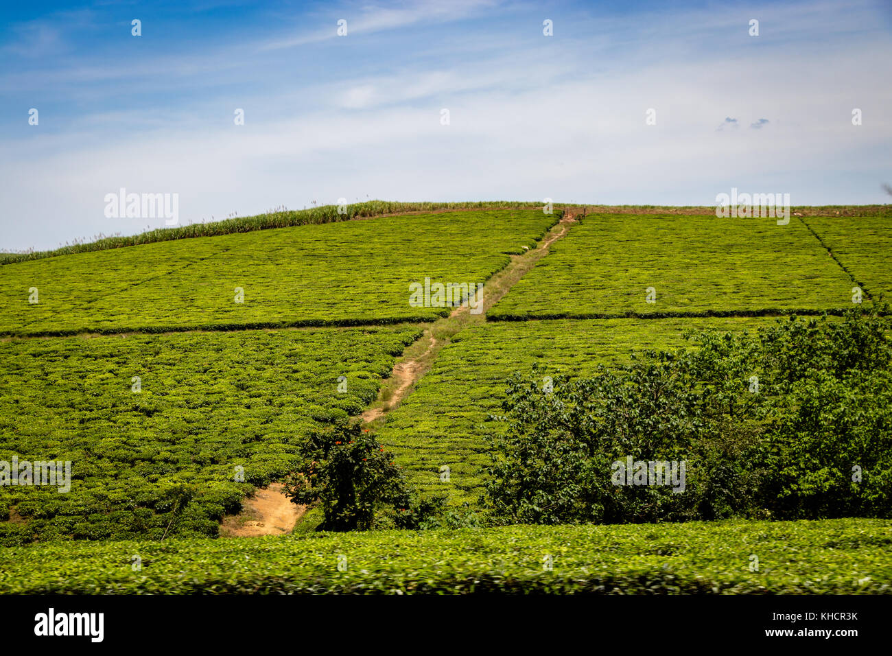 Tee Plantage auf der Straße von Kampala in Uganda jinja Stockfotografie ...