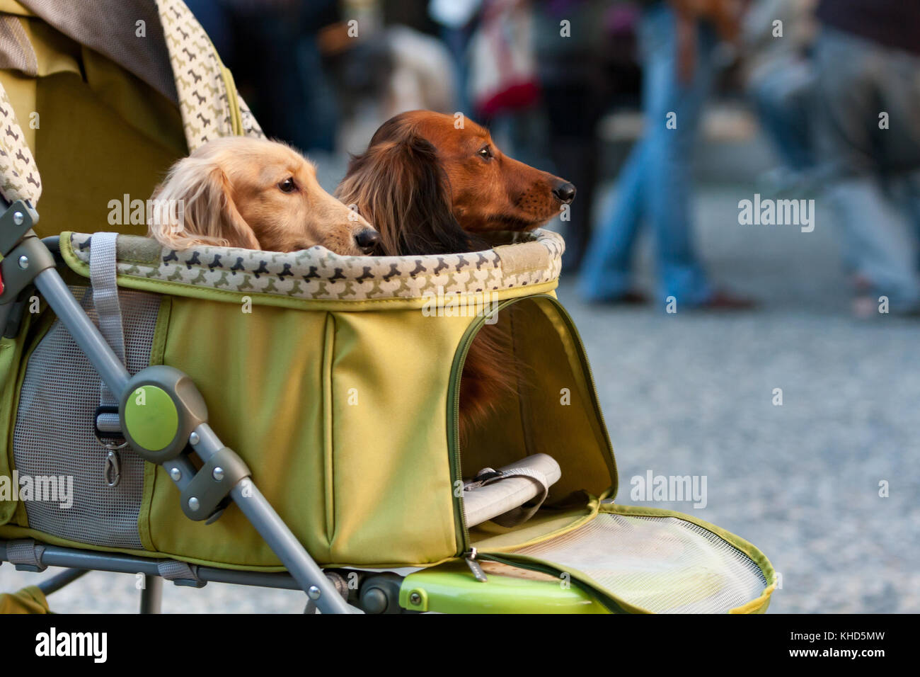 Zwei langhaarigen Dackel sind um in einem Kinderwagen in Taiwan ...