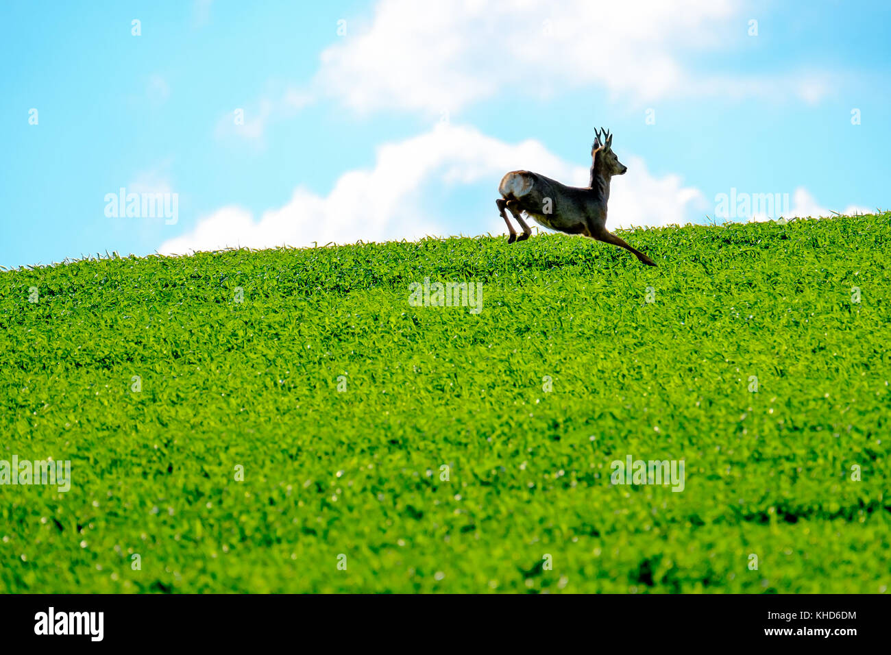 Hirsch im sprung -Fotos und -Bildmaterial in hoher Auflösung – Alamy