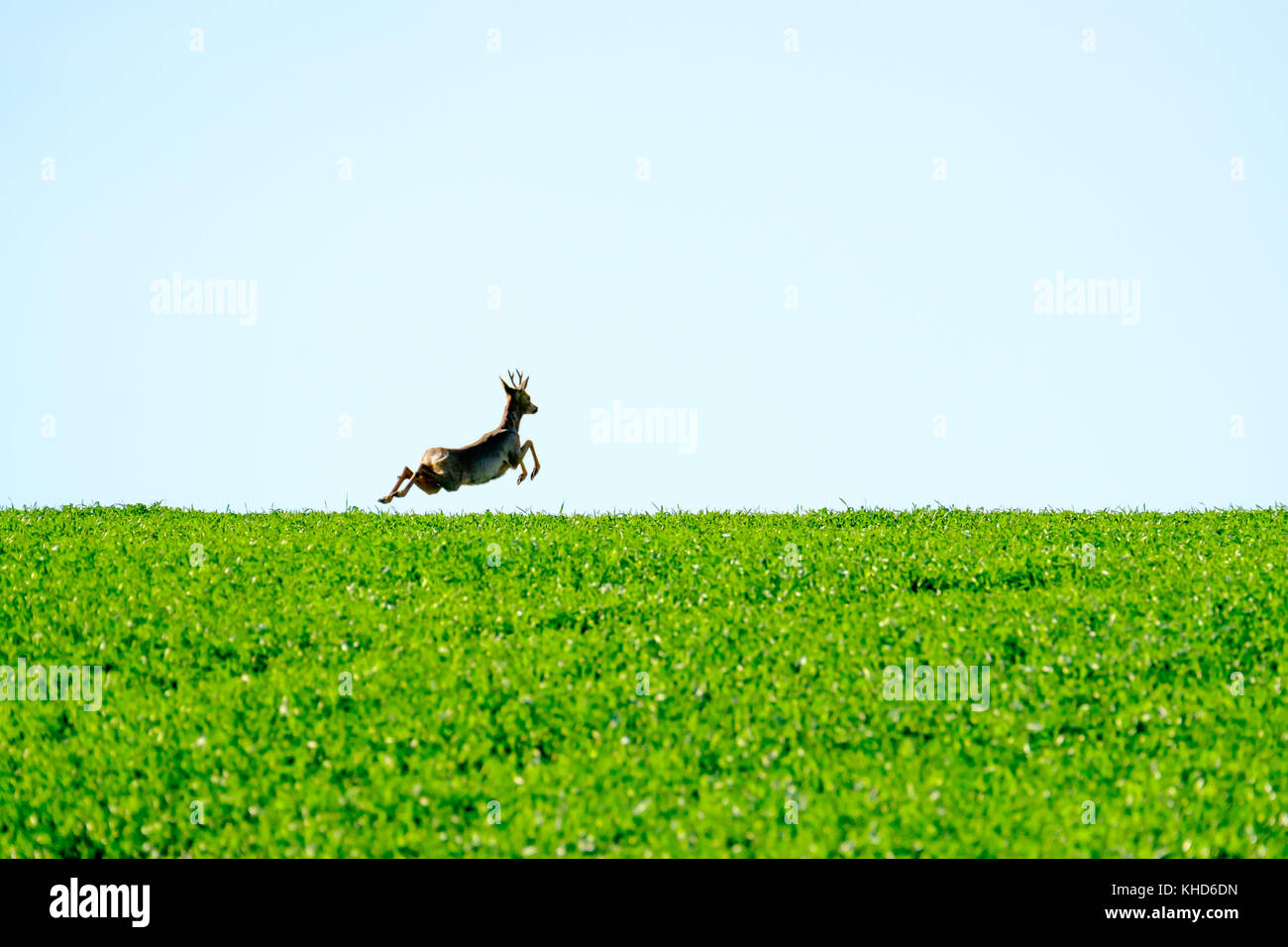 Hirsch springt -Fotos und -Bildmaterial in hoher Auflösung – Alamy