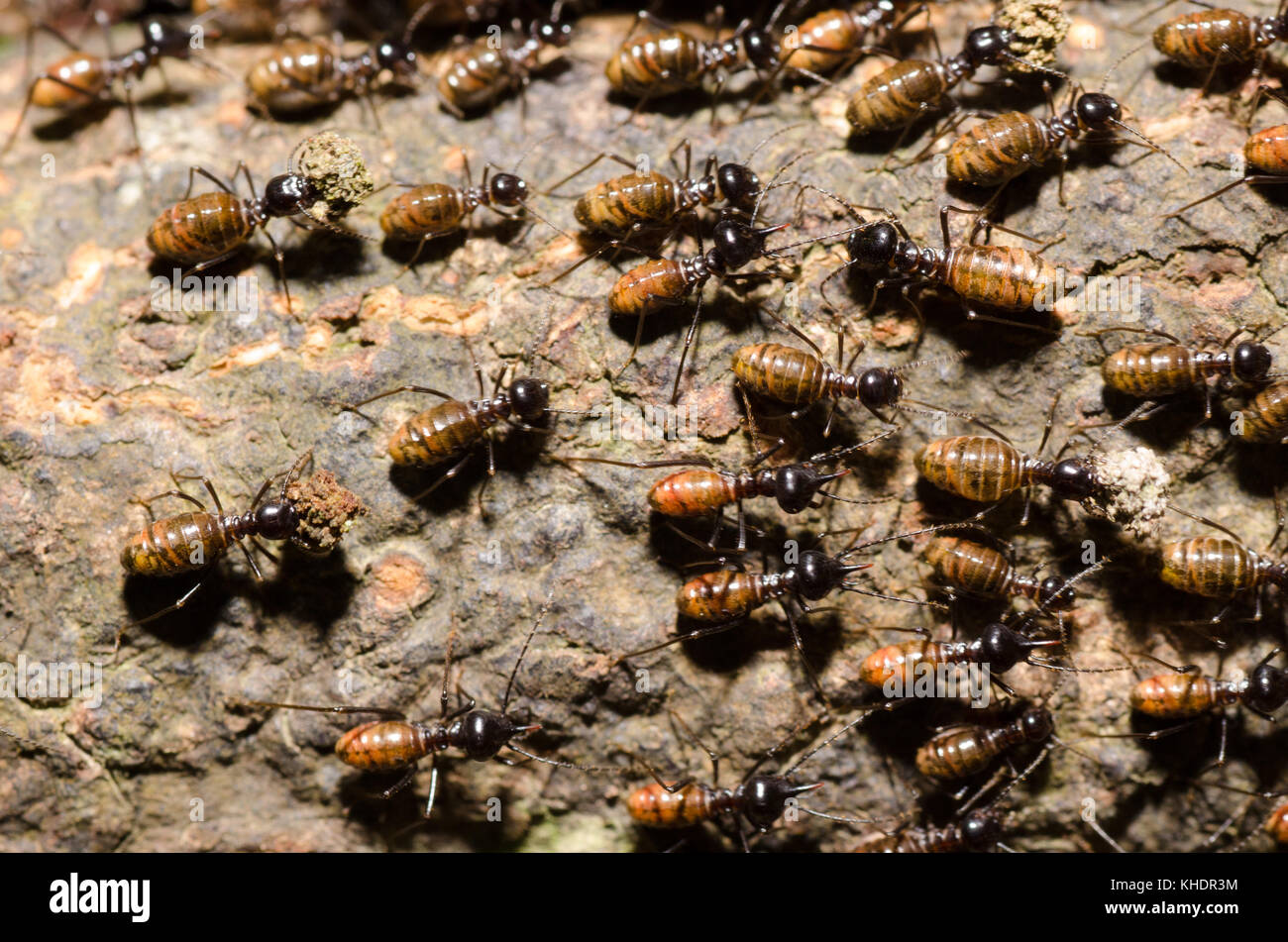 Brut der Arbeitnehmer termite auf Baumrinde. termiten sind eusocial ...