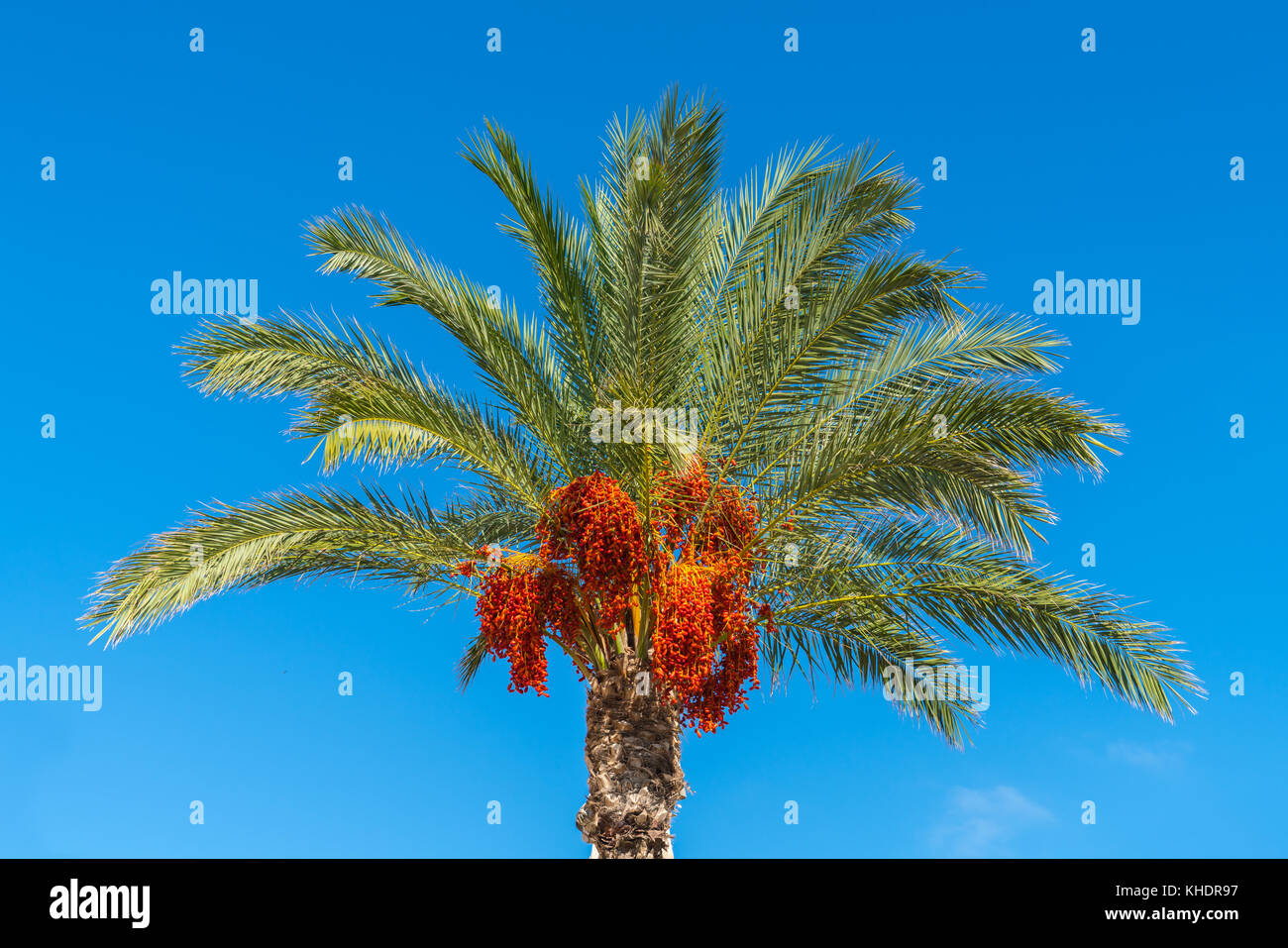 Dattelpalme phönix dactylifera -Fotos und -Bildmaterial in hoher Auflösung – Alamy