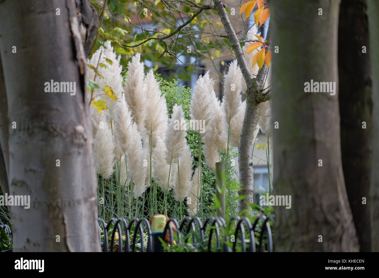 Pampas grass seed head -Fotos und -Bildmaterial in hoher Auflösung – Alamy