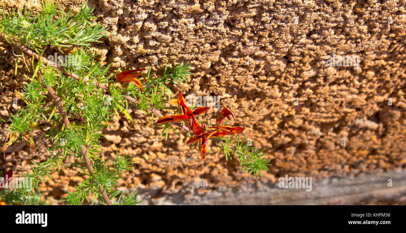 Rot und Orange Lotus pflanze Lotus maculatus ist ein sehr winterharte ...