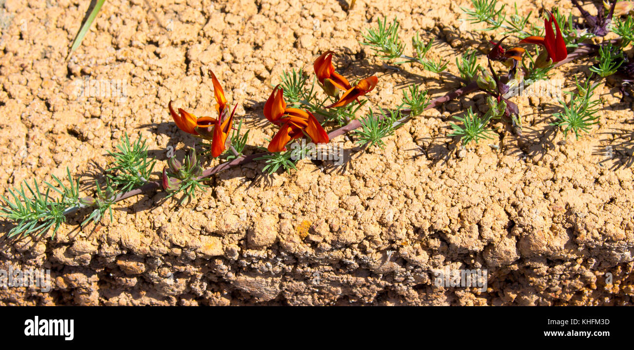 Rot und Orange Lotus pflanze Lotus maculatus ist ein sehr winterharte ...
