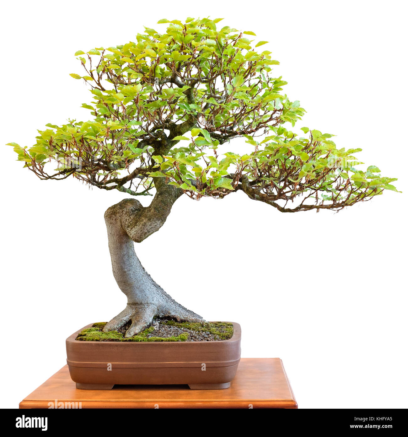 Wunderschone Buche Als Bonsai Ebenbild