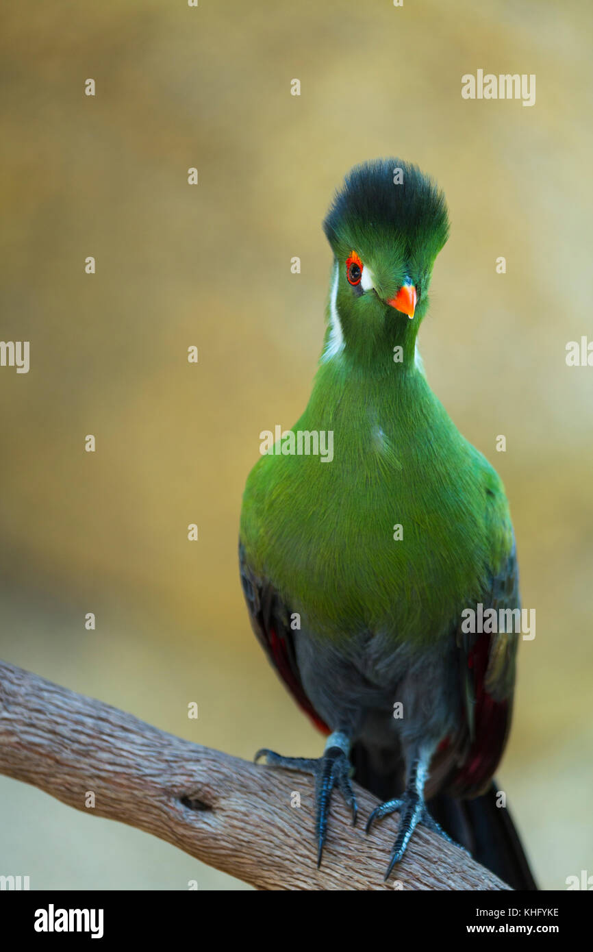 Hartlaubs turaco -Fotos und -Bildmaterial in hoher Auflösung – Alamy