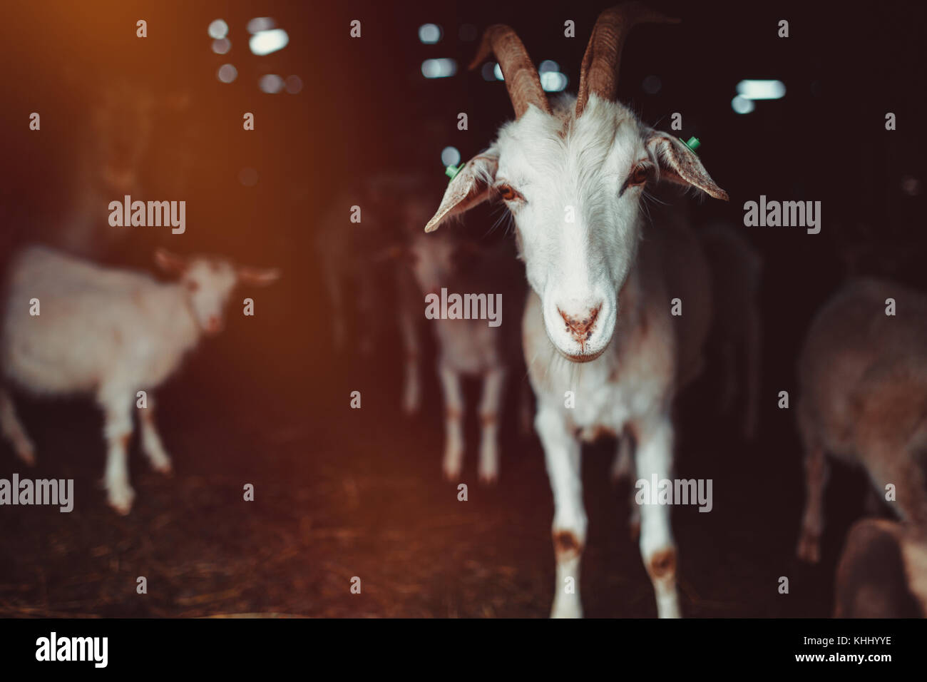 Ziege Im Stall Stockfotos und -bilder Kaufen - Alamy
